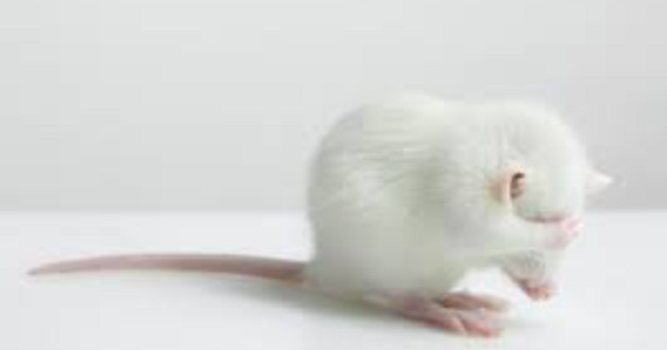 Safety and Effectiveness of New COVID Bivalent Boosters Based on a ...