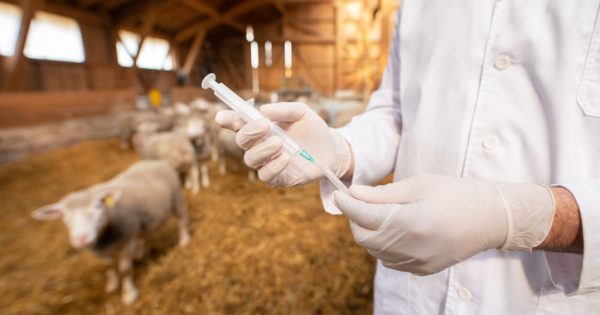 Study of First Next Generation mRNA Bird Flu Shots in Cattle Published ...